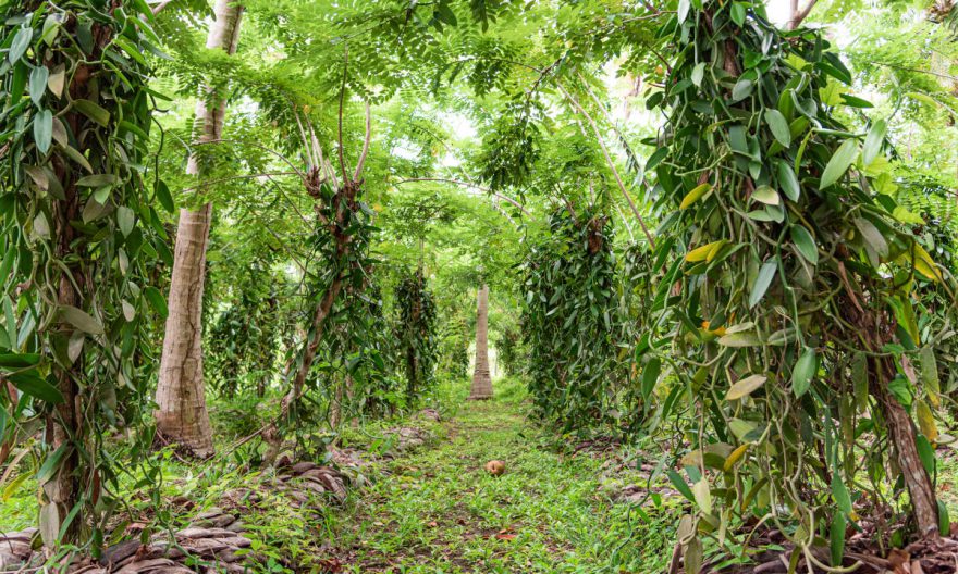 La production de vanille de Madagascar : de la culture au commerce ...